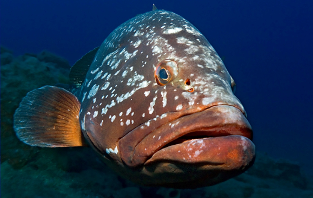 El mero Pancho , isla del Hierro: Fotos - FormulaTV