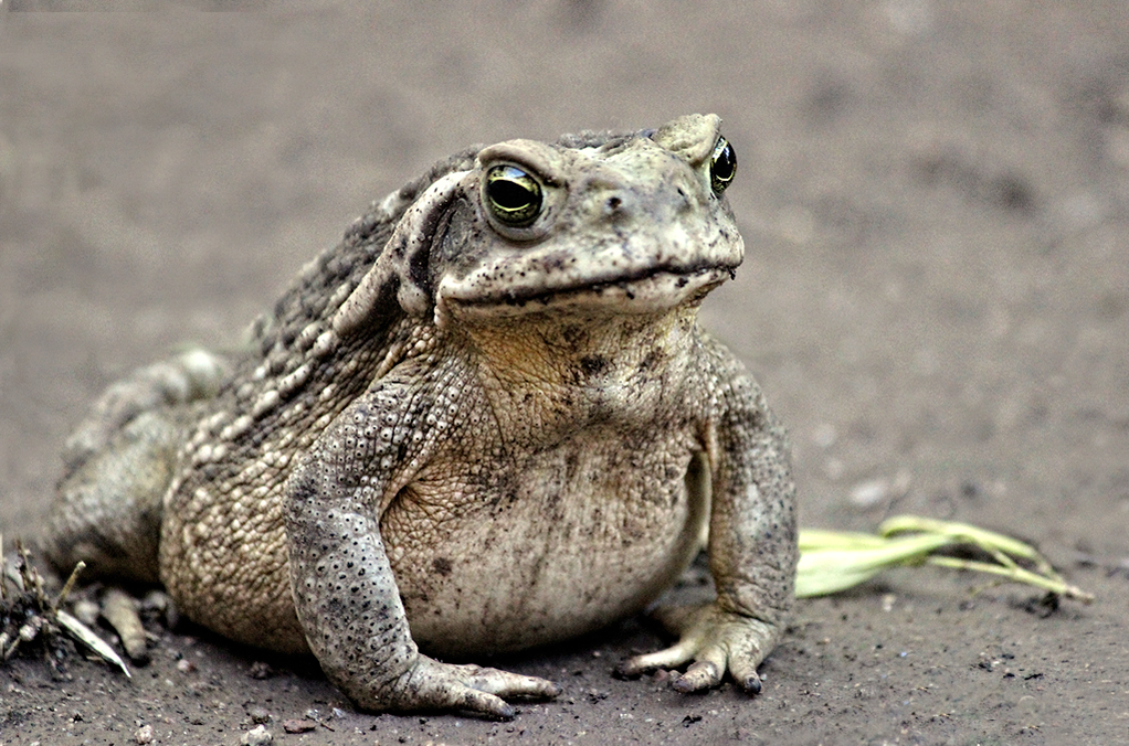 SAPO GIGANTE: Fotos - FormulaTV