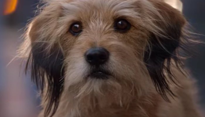Tráiler de "Benji", la nueva película de Netflix - Vídeo - FormulaTV