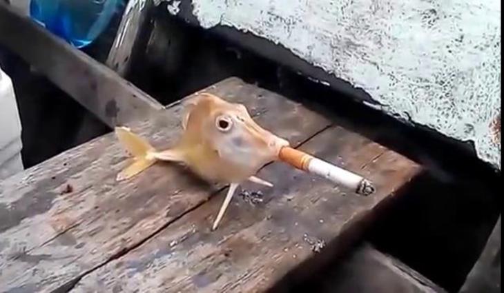 Pez fumando tabaco obligado por un pescador - Vídeo - FormulaTV